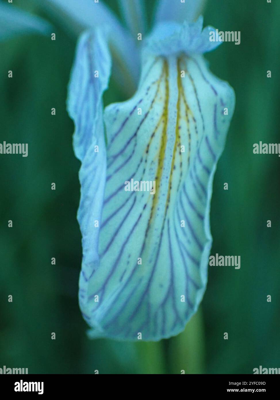 western blue flag (Iris missouriensis Stock Photo - Alamy