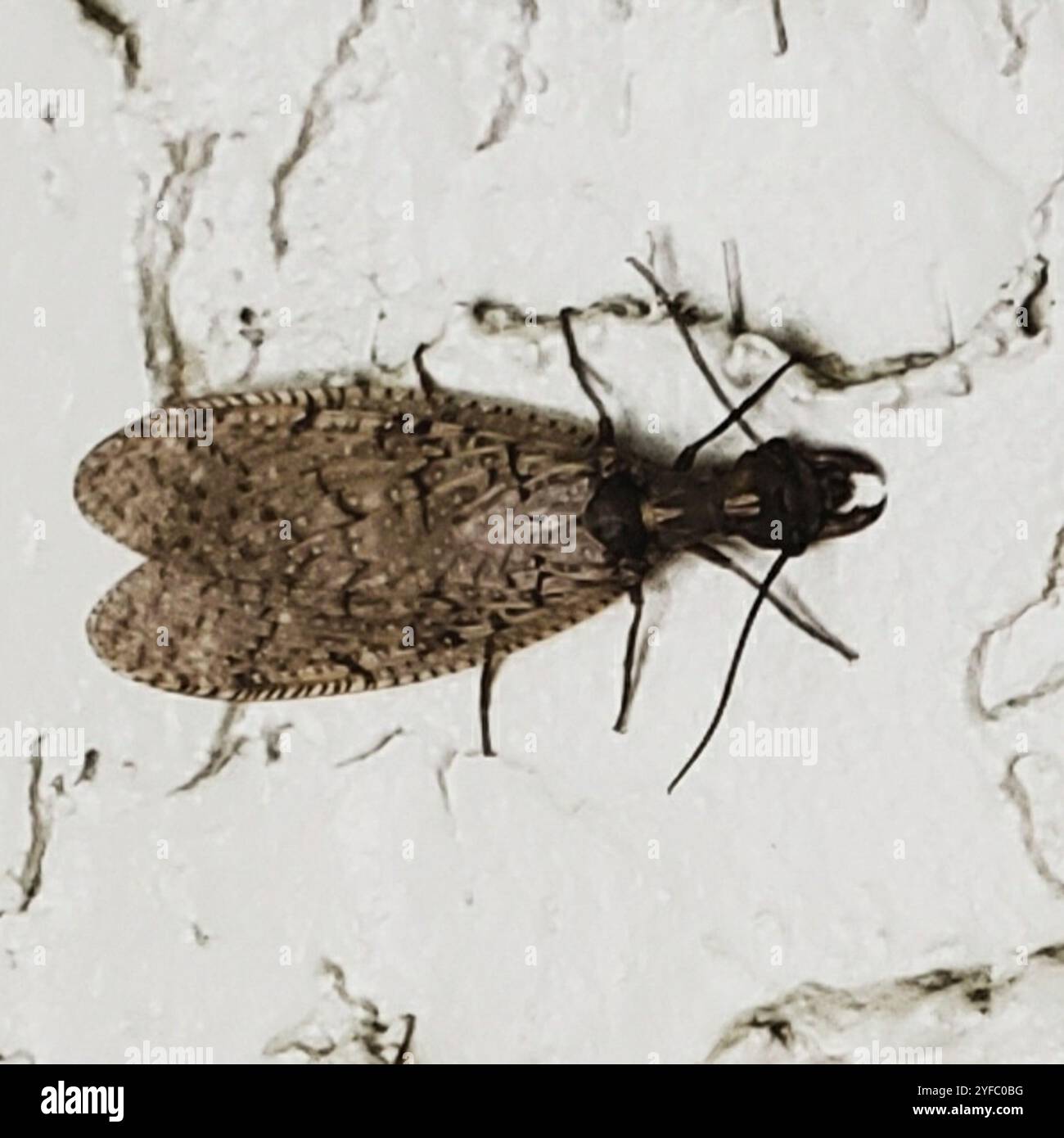 Eastern Dobsonfly (Corydalus cornutus Stock Photo - Alamy