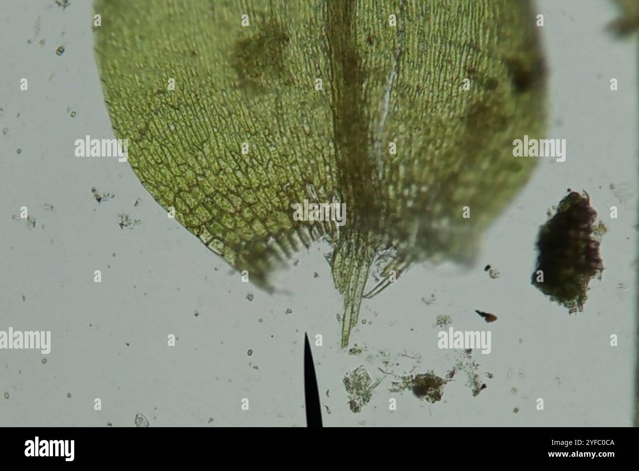 Streamside Leptodictyum Moss (Leptodictyum riparium Stock Photo - Alamy