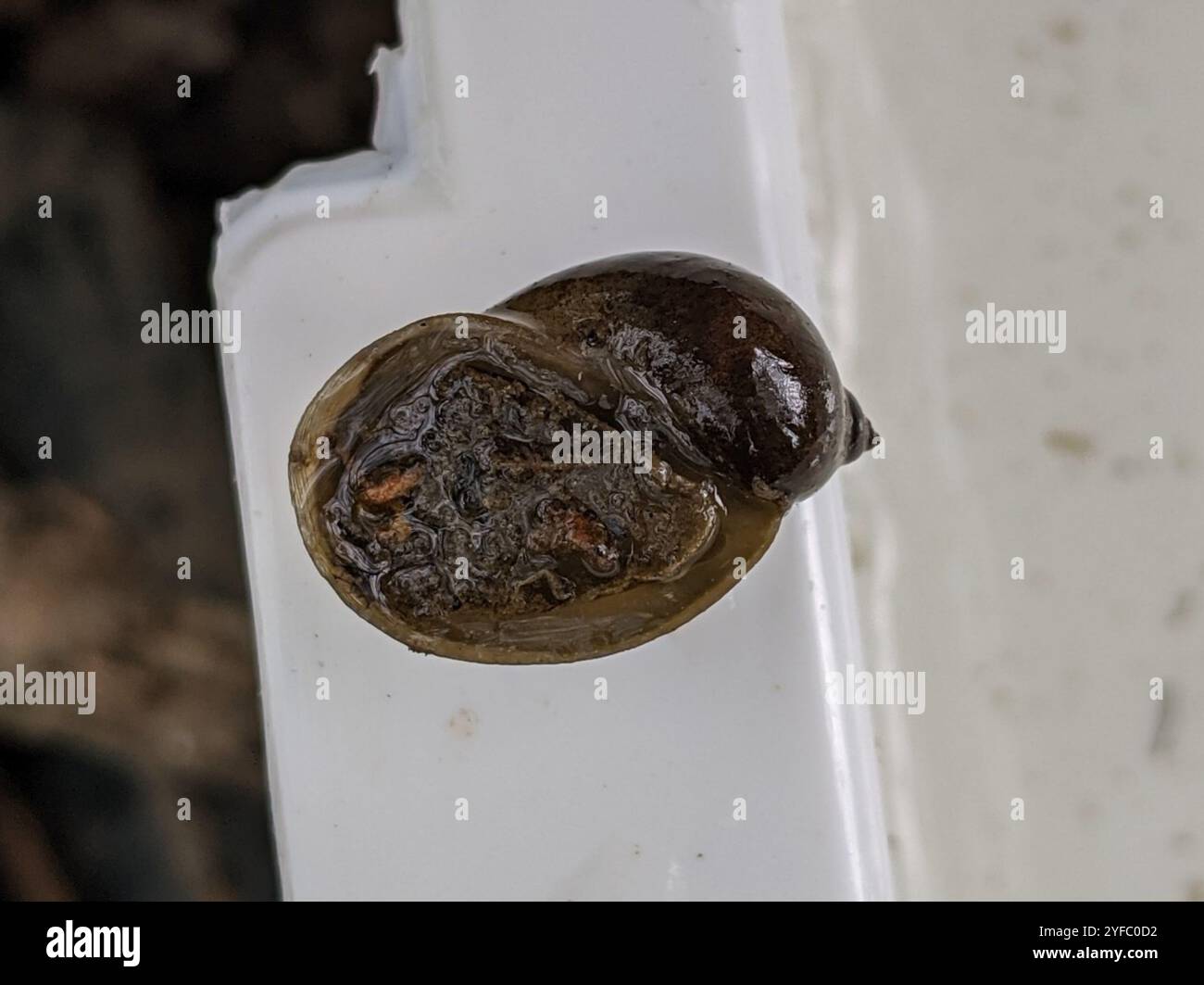 Pond Snails, Bladder Snails, and Allies (Lymnaeoidea Stock Photo - Alamy