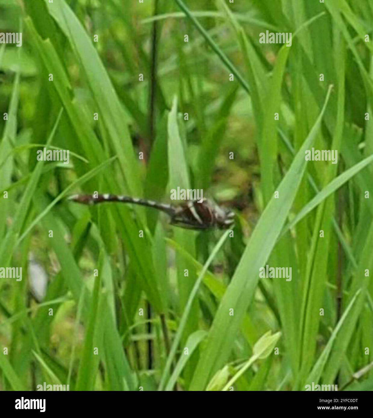 Stream Cruiser (Didymops transversa Stock Photo - Alamy