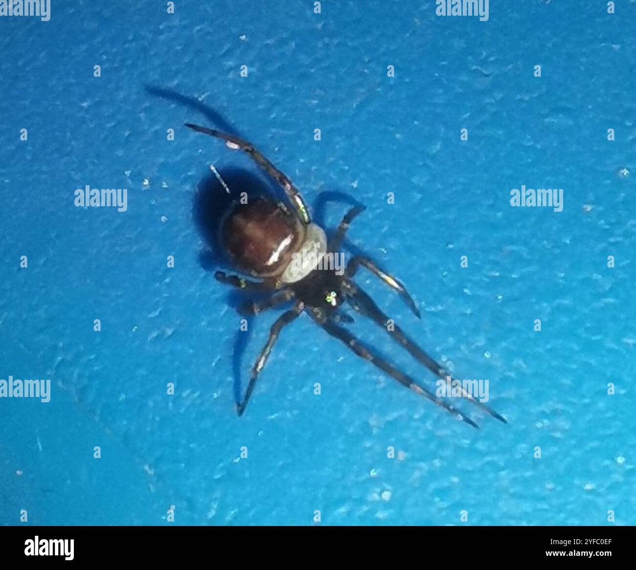 Rabbit Hutch Spider (Steatoda bipunctata Stock Photo - Alamy