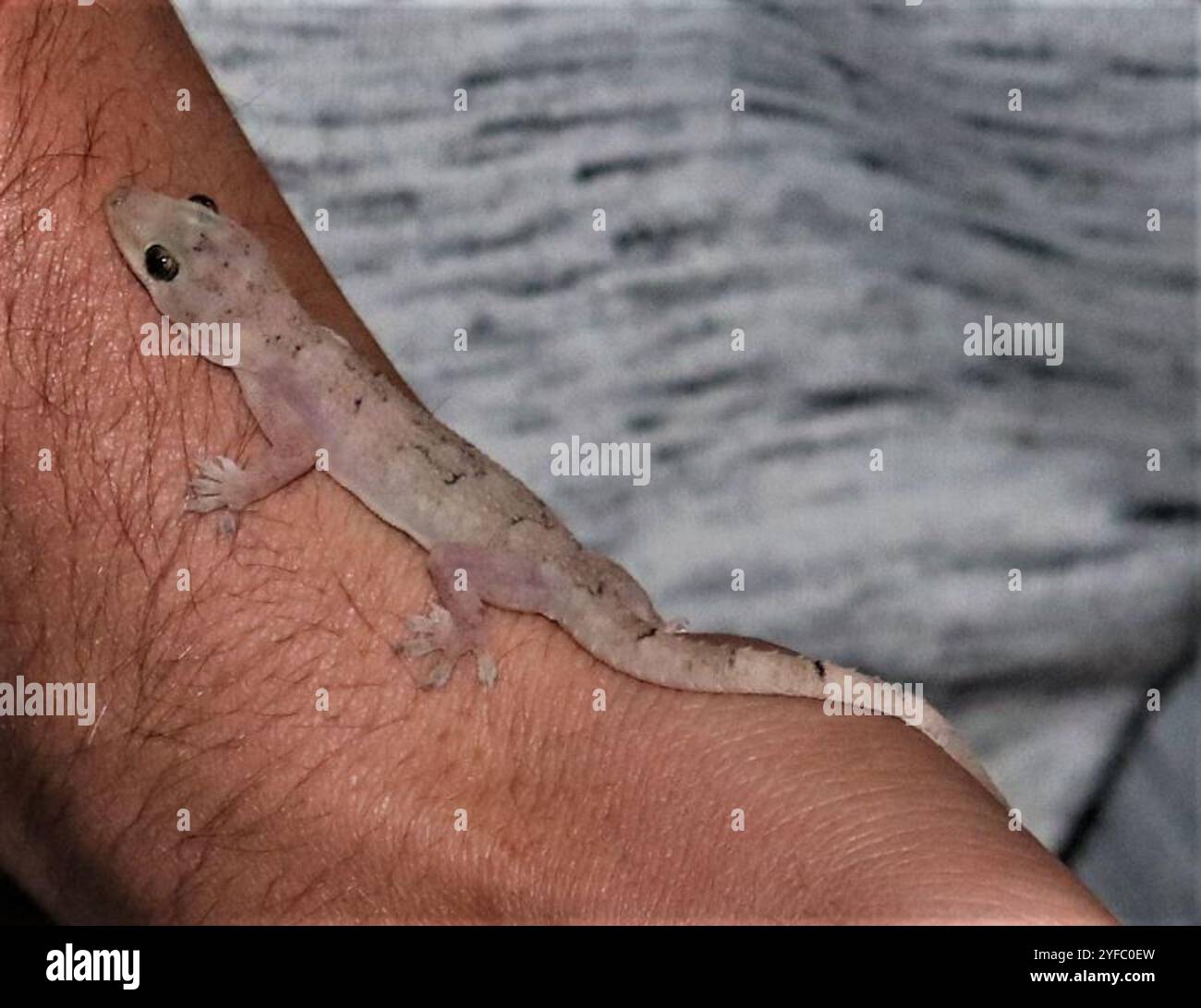 Tropical House Gecko (Hemidactylus mabouia Stock Photo - Alamy