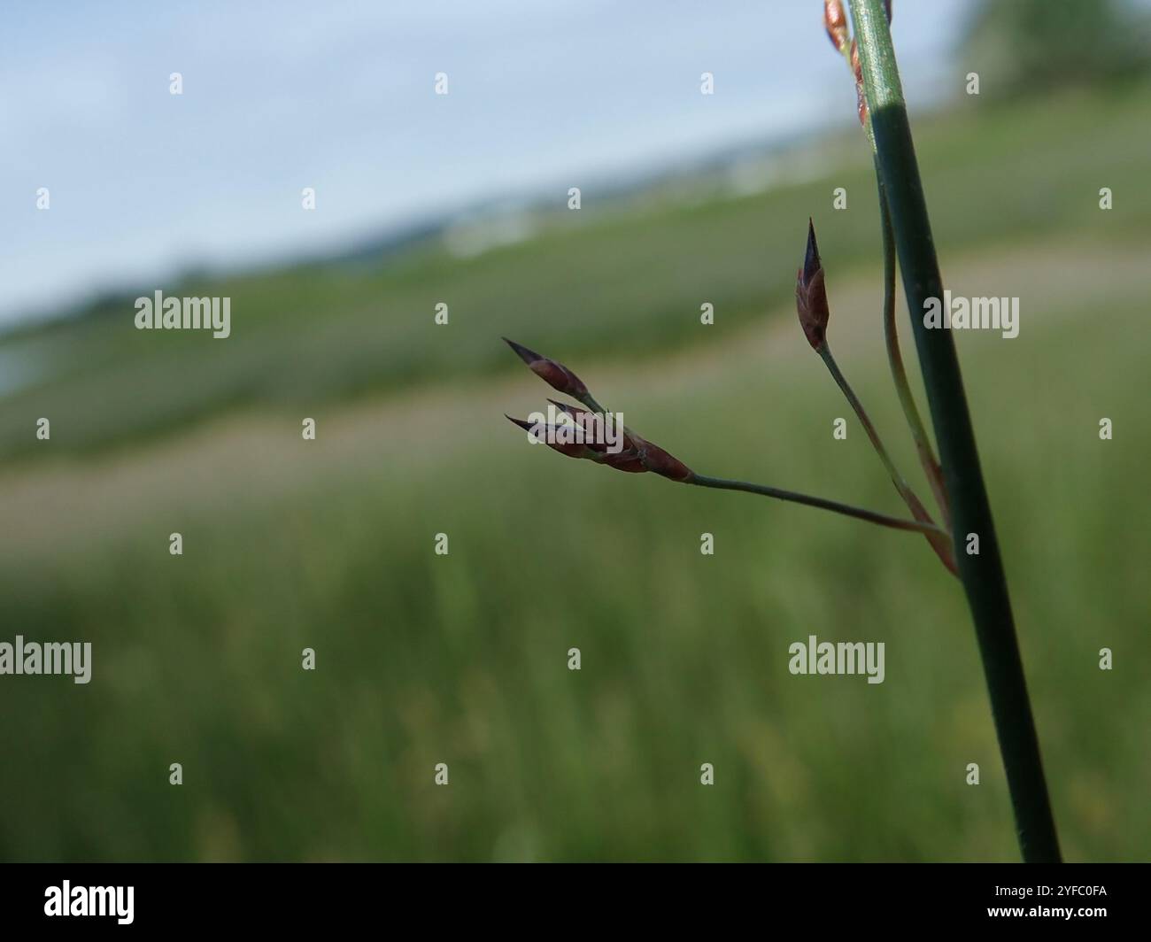 Arctic Rush (Juncus arcticus Stock Photo - Alamy