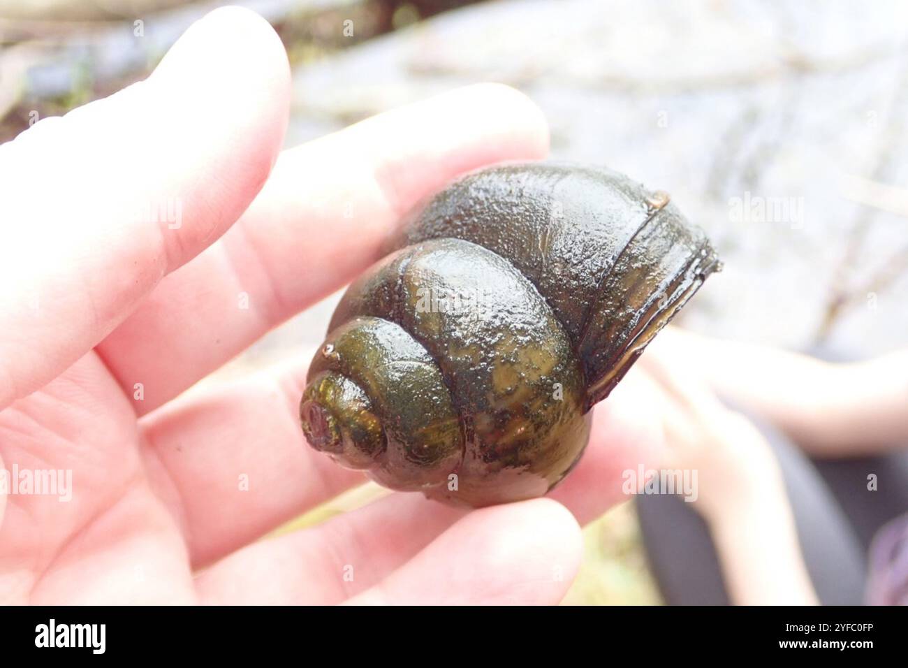 Chinese Mystery Snail (Cipangopaludina chinensis Stock Photo - Alamy