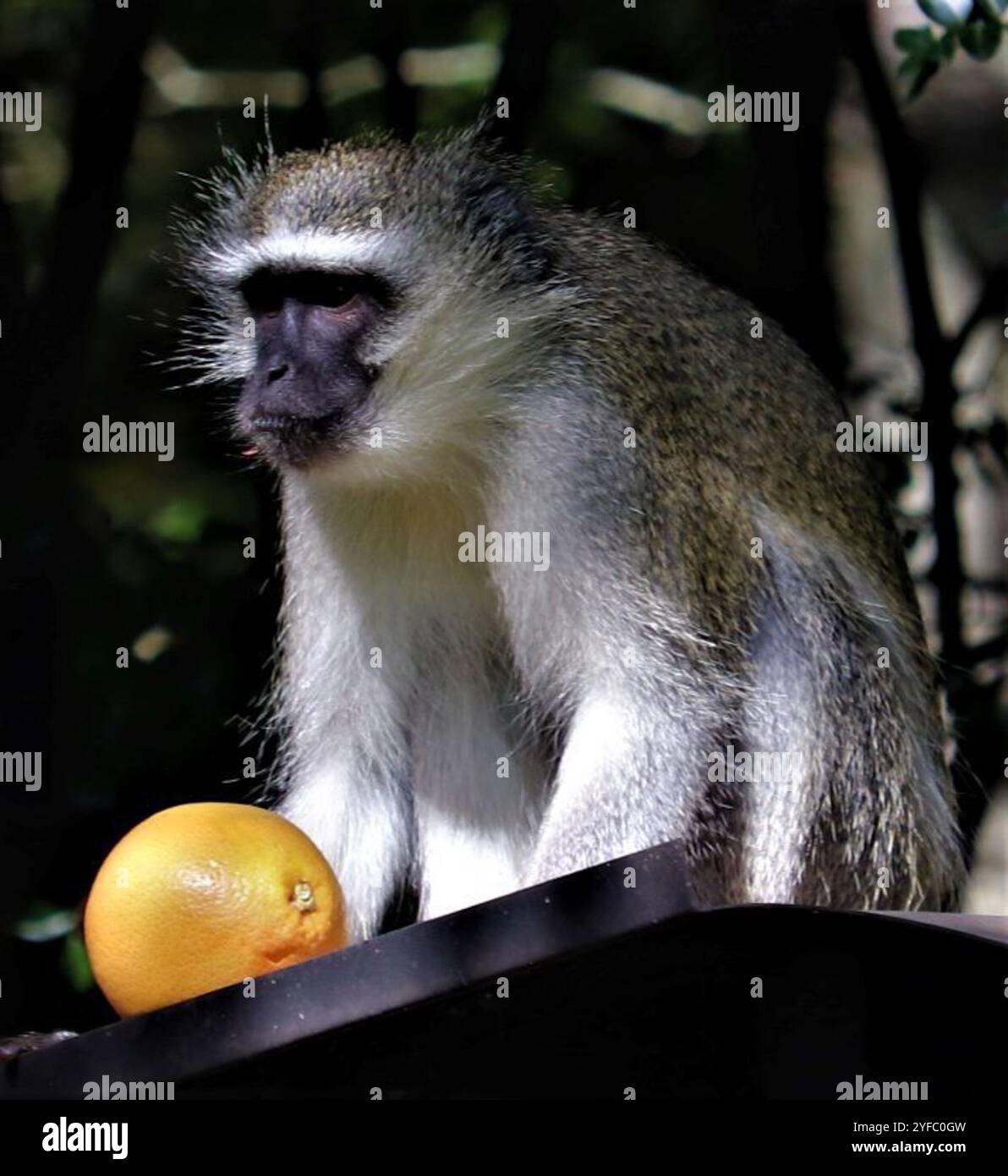 Southern Vervet Monkey (Chlorocebus pygerythrus pygerythrus Stock Photo ...