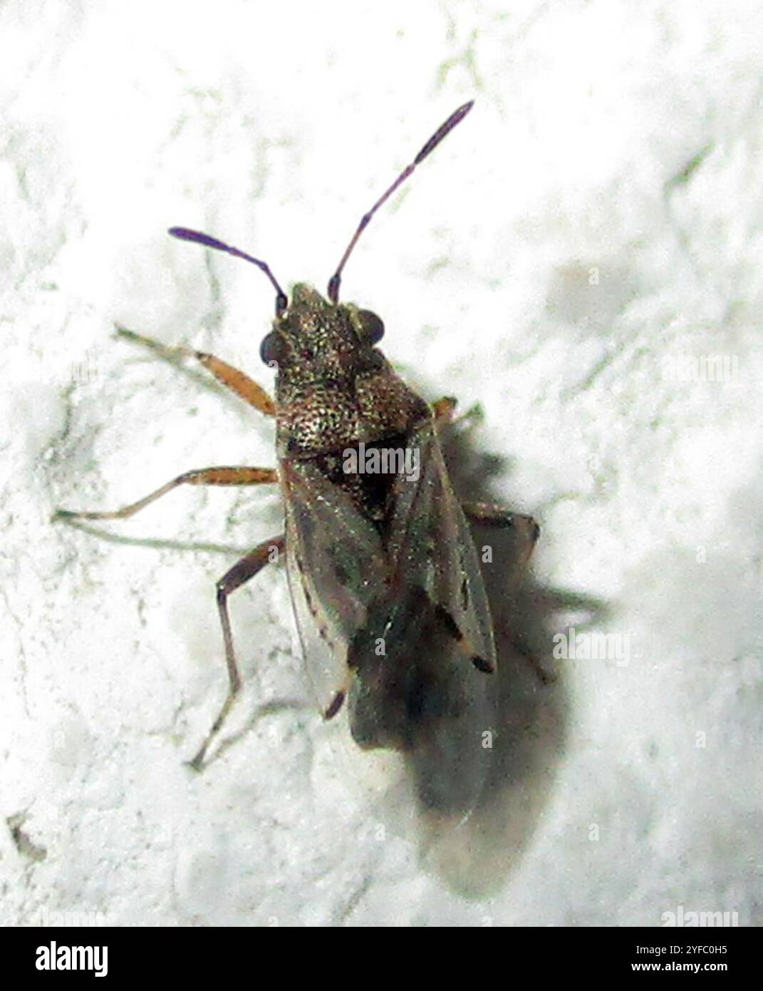 False chinch bugs (Nysius Stock Photo - Alamy