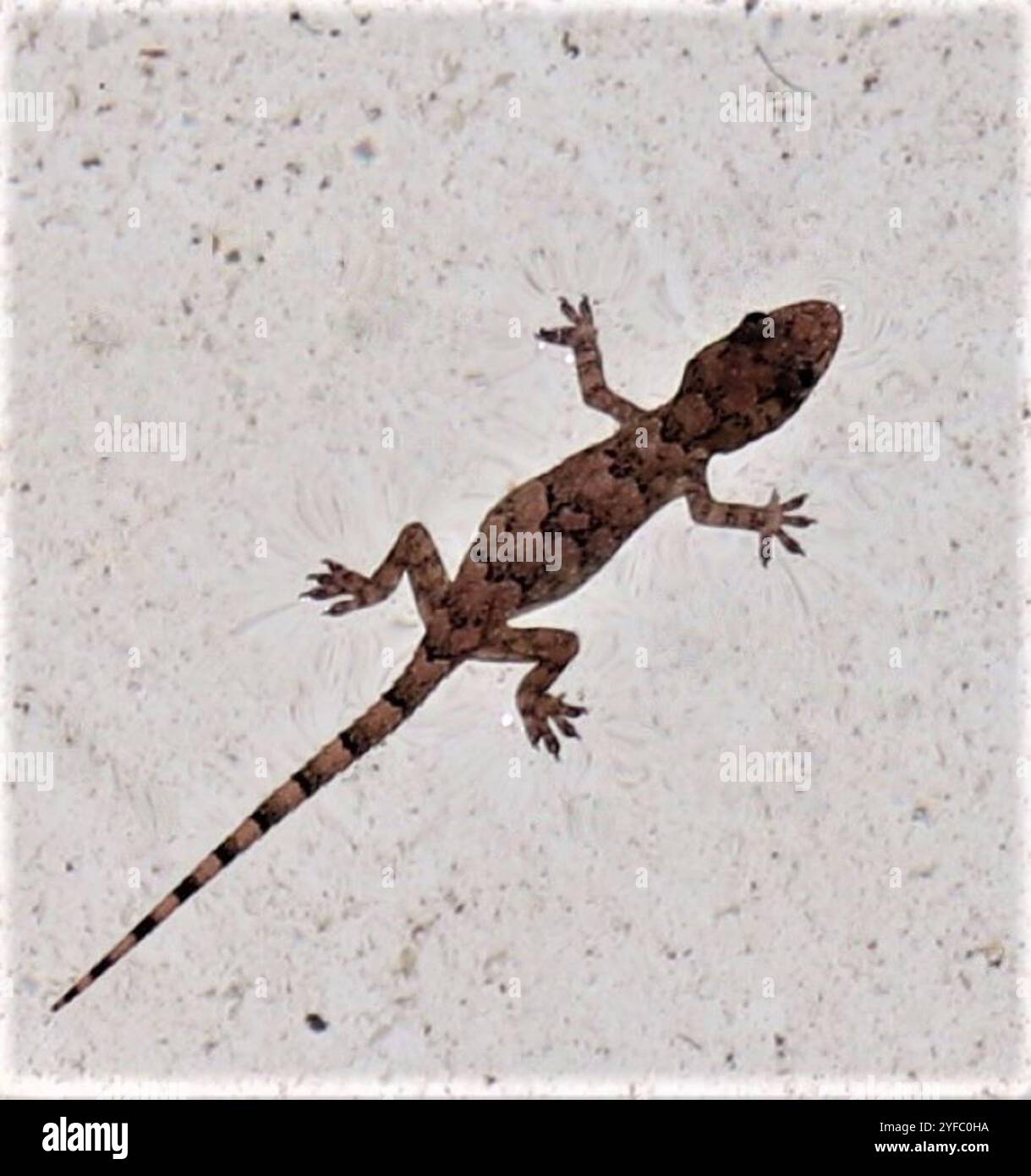 Tropical House Gecko (Hemidactylus mabouia Stock Photo - Alamy