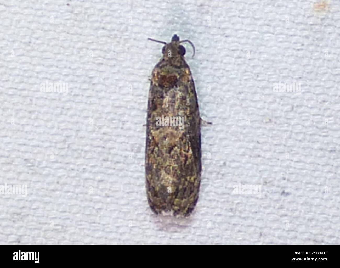 Verbena Bud Moth (Endothenia hebesana Stock Photo - Alamy