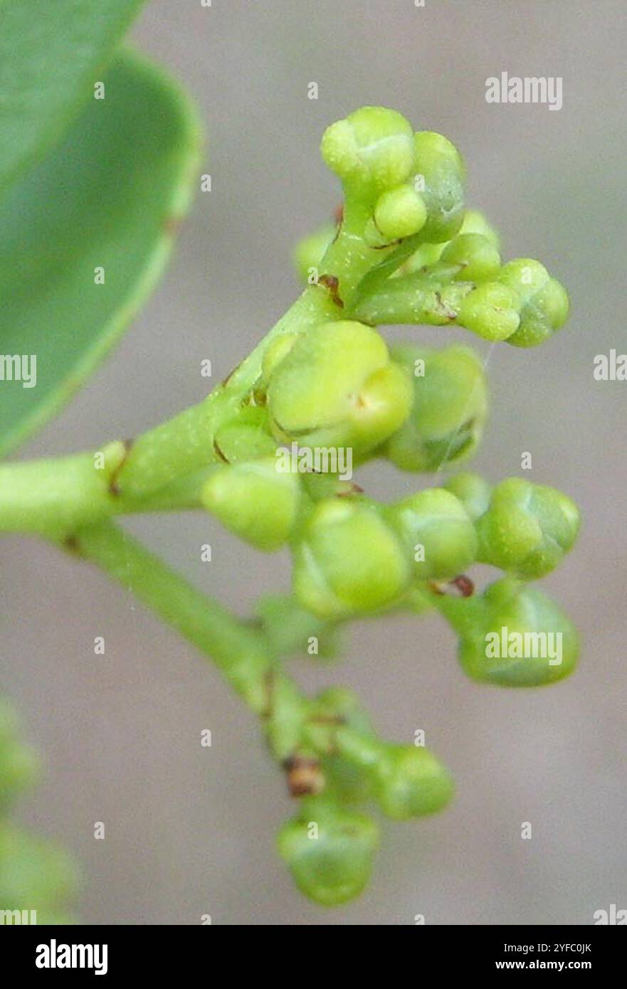 anthill saffron (Elaeodendron transvaalense Stock Photo - Alamy