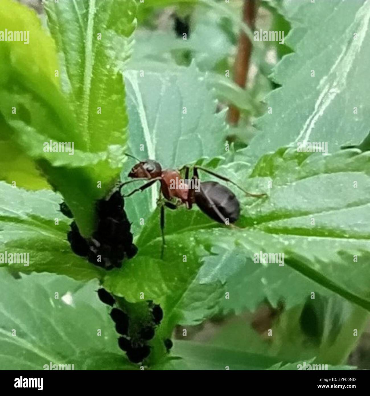 rufa-group Wood Ants (Formica rufa Stock Photo - Alamy