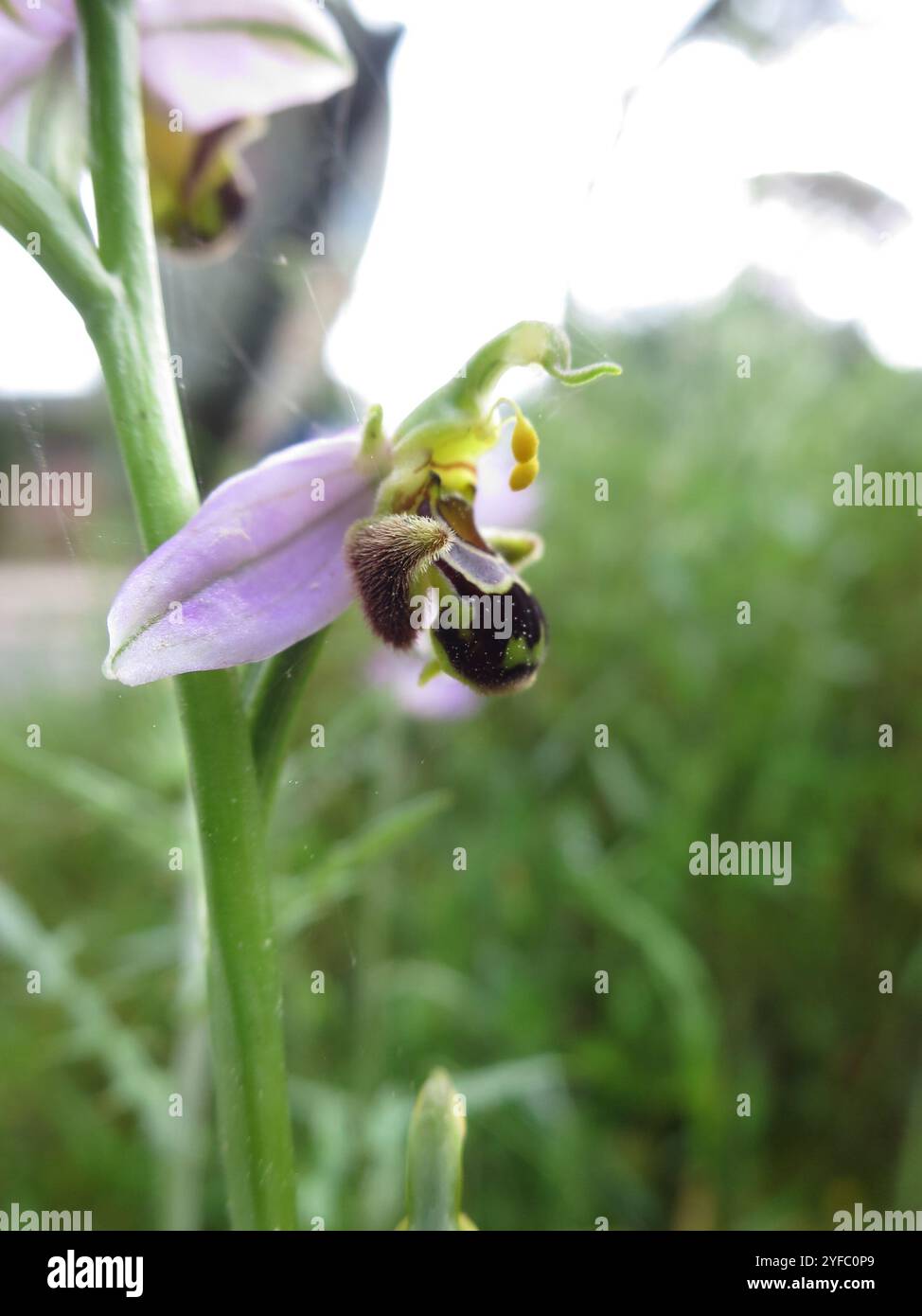 Bee Orchid (Ophrys apifera Stock Photo - Alamy