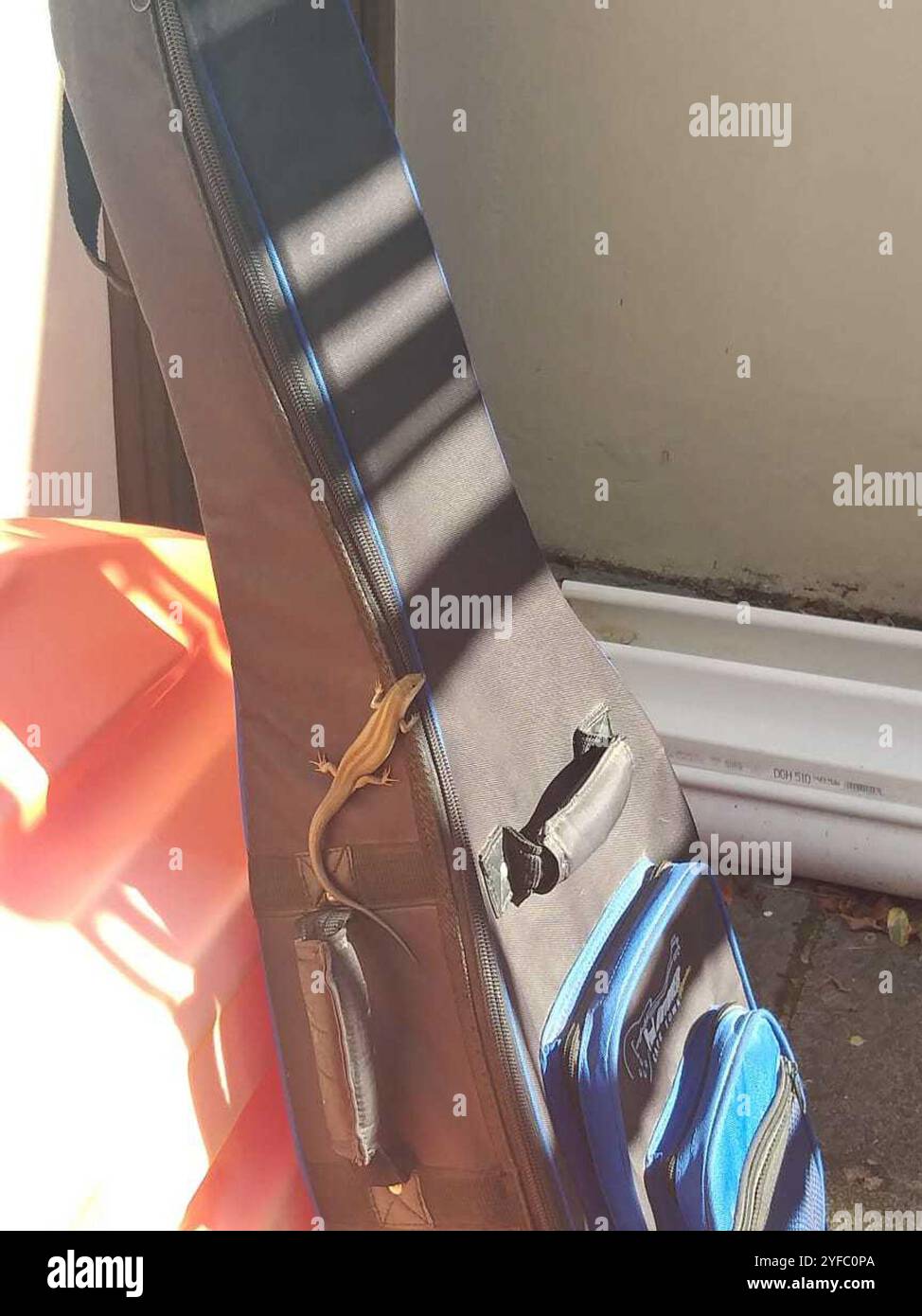 Cape Skink (Trachylepis capensis Stock Photo - Alamy