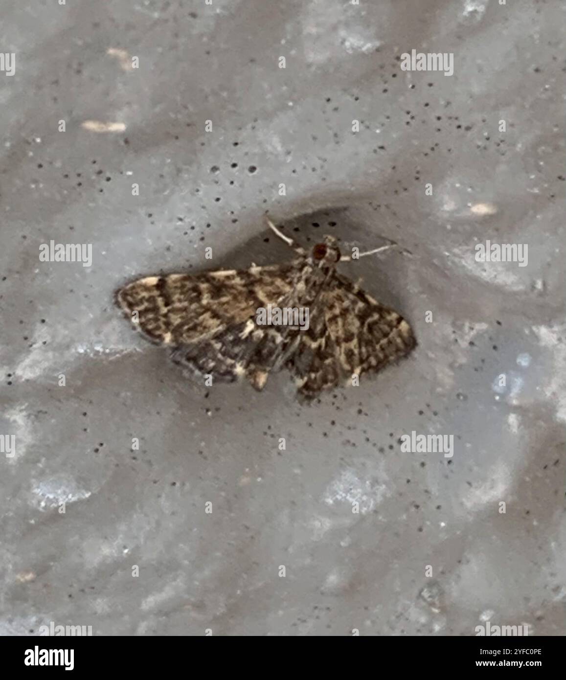 Yellow-spotted Webworm Moth (Anageshna primordialis Stock Photo - Alamy