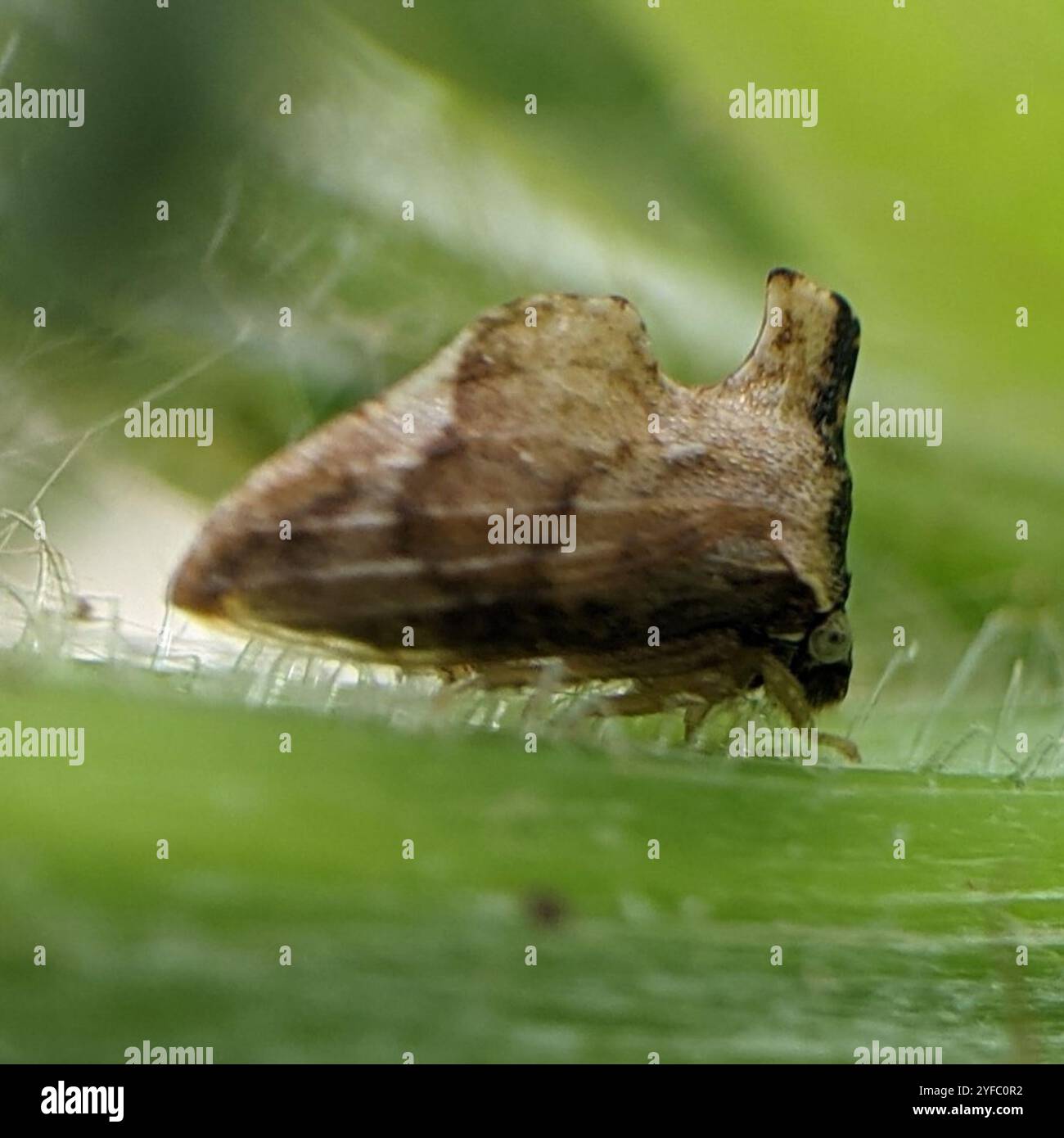 Keeled Treehopper (Entylia carinata Stock Photo - Alamy