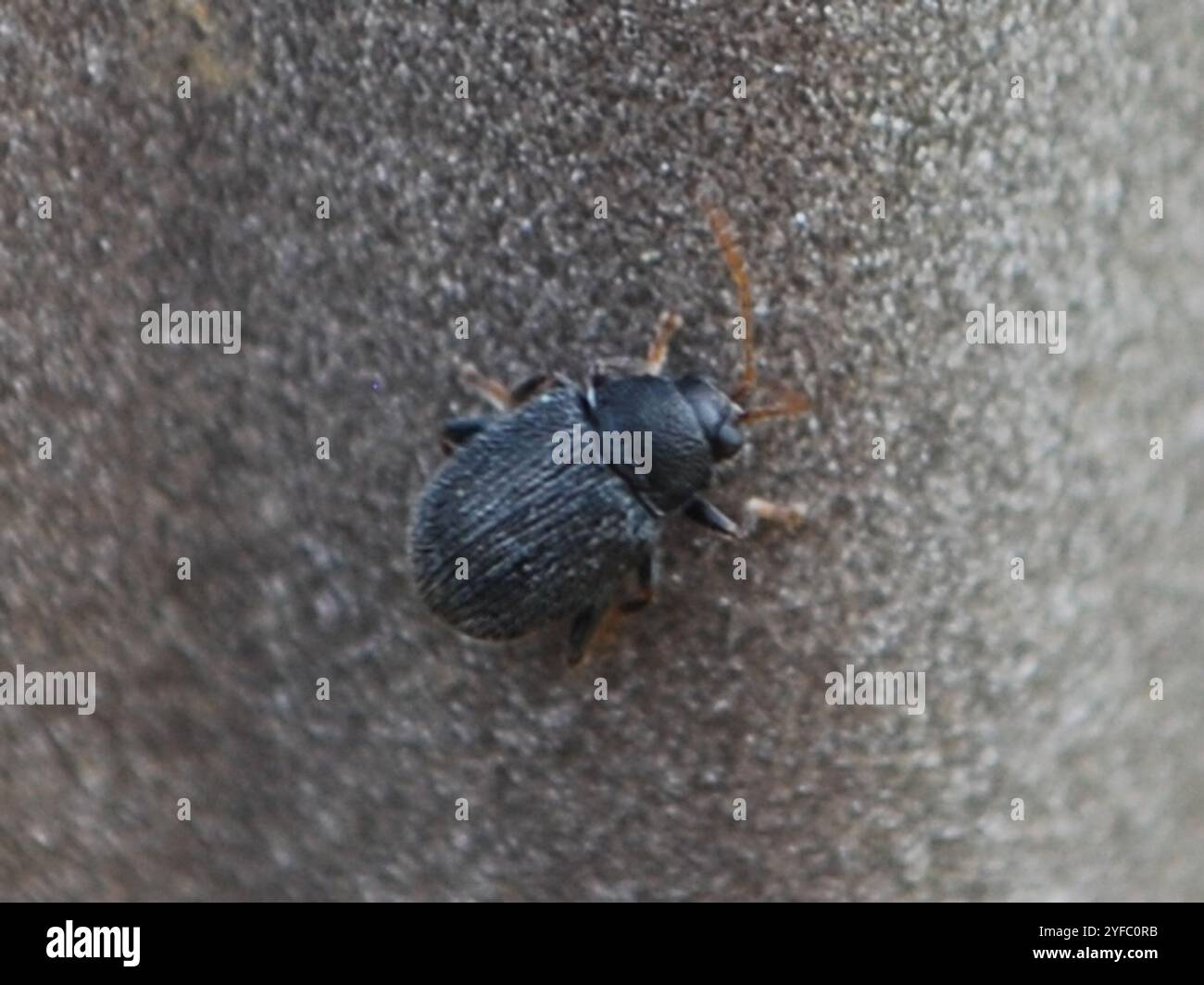 Epitrix hi-res stock photography and images - Alamy