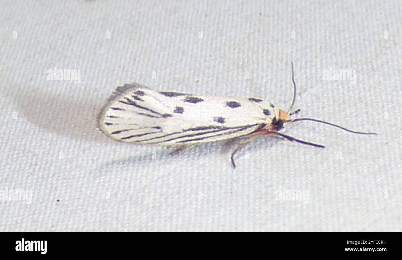Bumelia Leafworm Moth (Enaemia pupula Stock Photo - Alamy