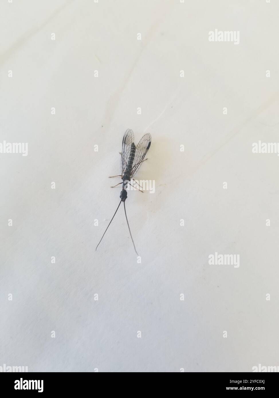 American Square-headed Snakeflies (Negha Stock Photo - Alamy