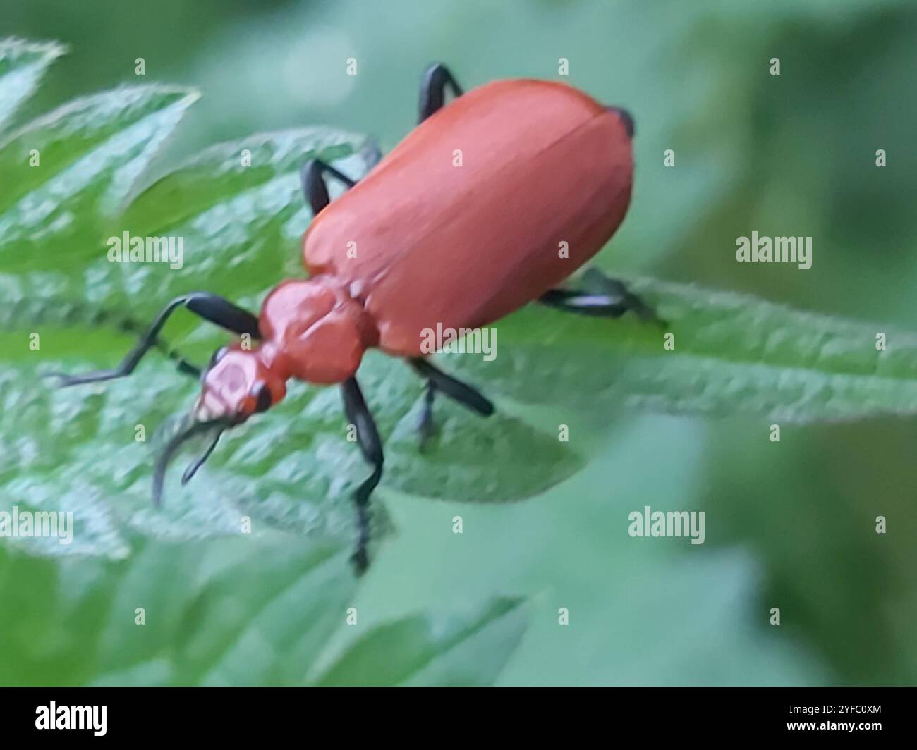 Common Cardinal Beetle (Pyrochroa serraticornis Stock Photo - Alamy
