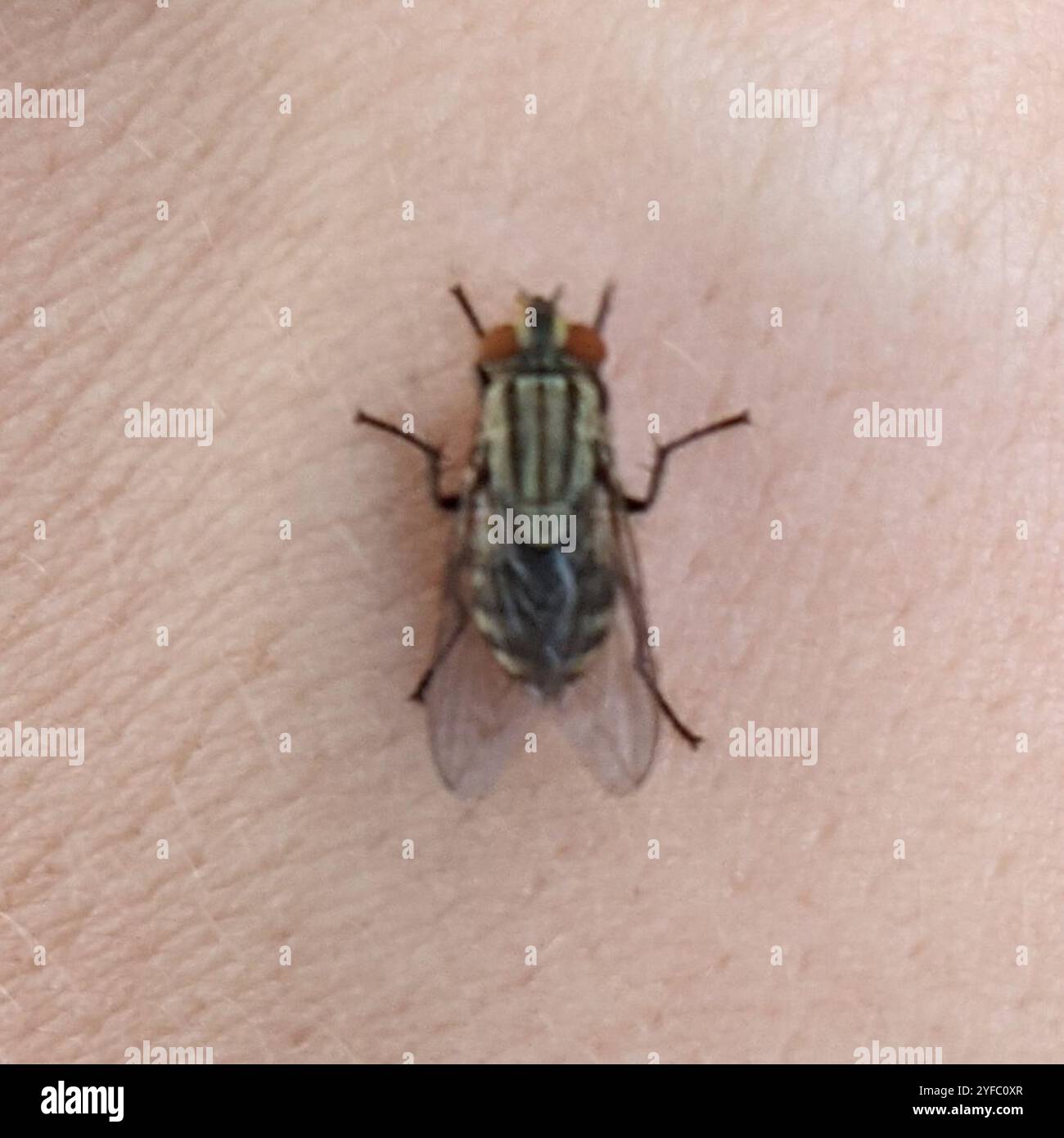 Flesh Flies and Satellite Flies (Sarcophagidae Stock Photo - Alamy