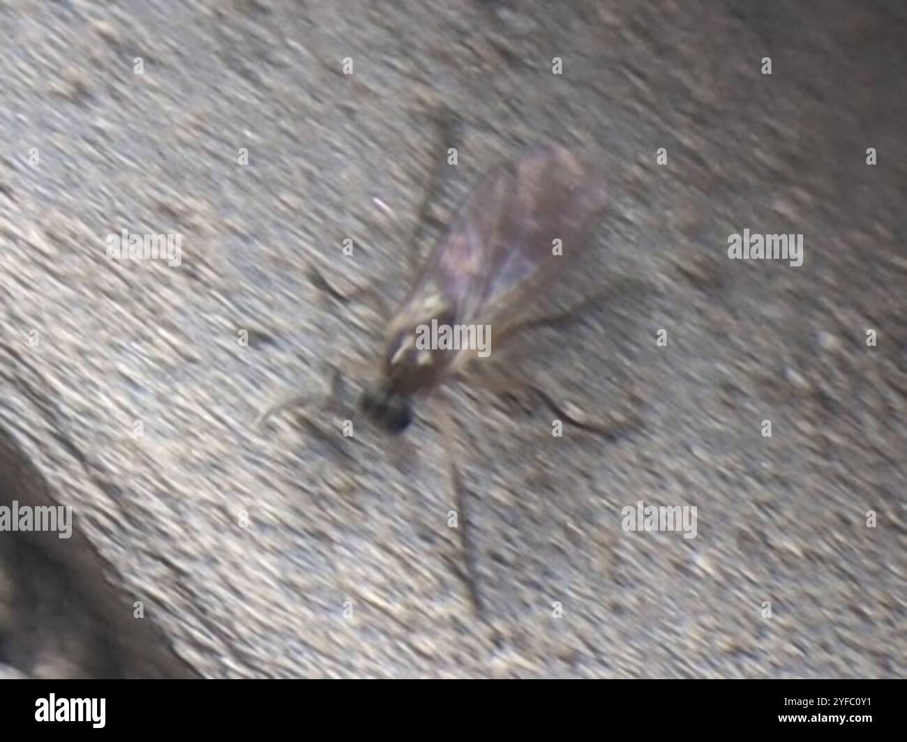 Fungus Gnats and Gall Midges (Sciaroidea Stock Photo - Alamy