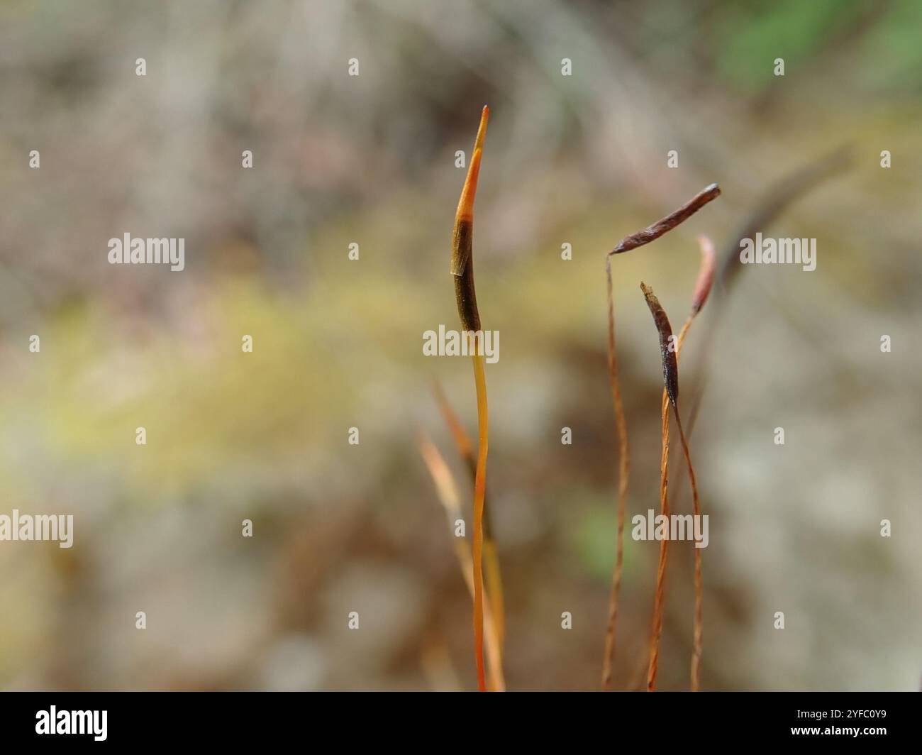 Brown Screw-moss (Syntrichia princeps Stock Photo - Alamy