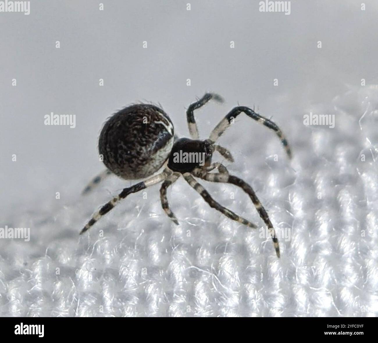 Typical Cobweb Spiders (Theridion Stock Photo - Alamy