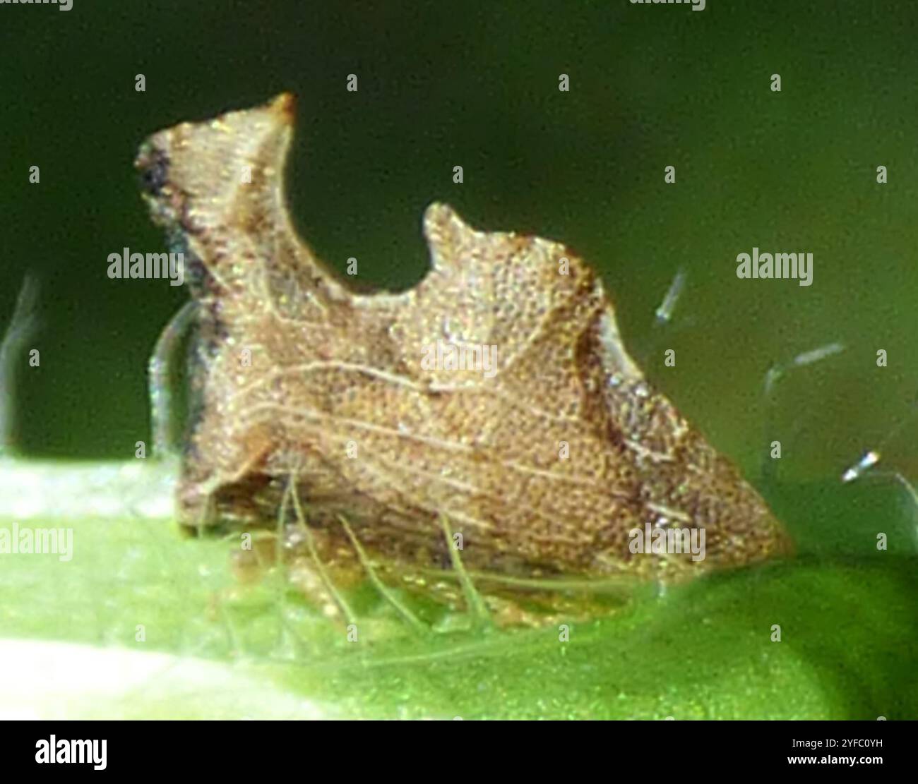 Keeled Treehopper (Entylia carinata Stock Photo - Alamy