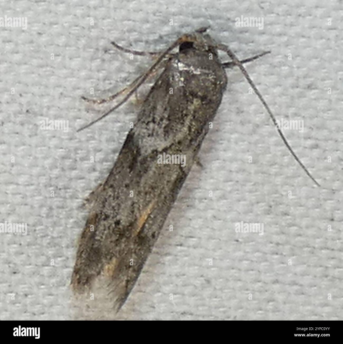 Acorn Moth (Blastobasis glandulella Stock Photo - Alamy