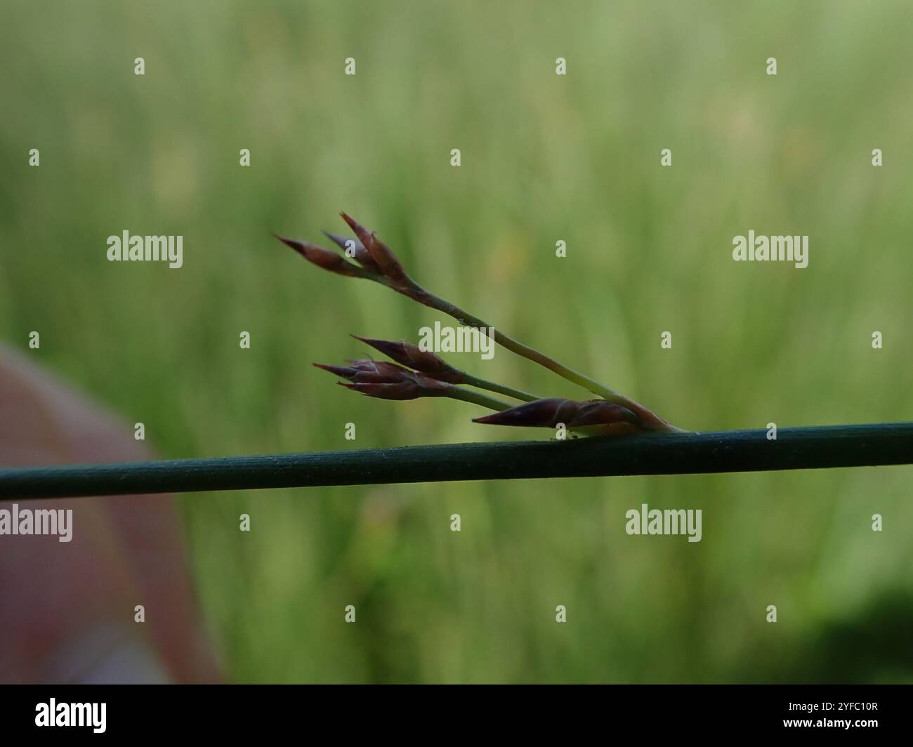 Arctic Rush (Juncus arcticus Stock Photo - Alamy