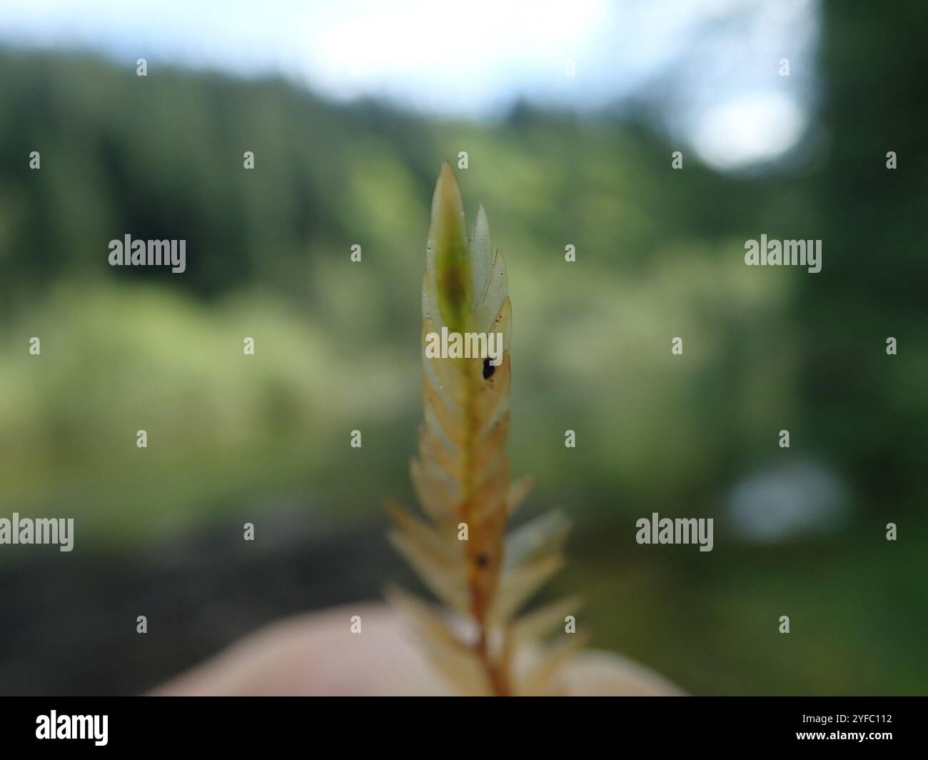Willow Moss (Fontinalis antipyretica Stock Photo - Alamy