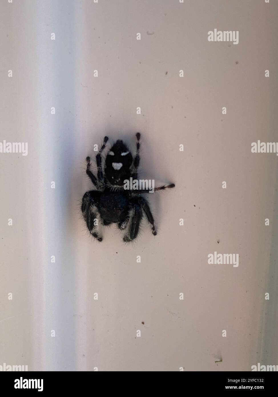 Bold Jumping Spider (Phidippus audax Stock Photo - Alamy