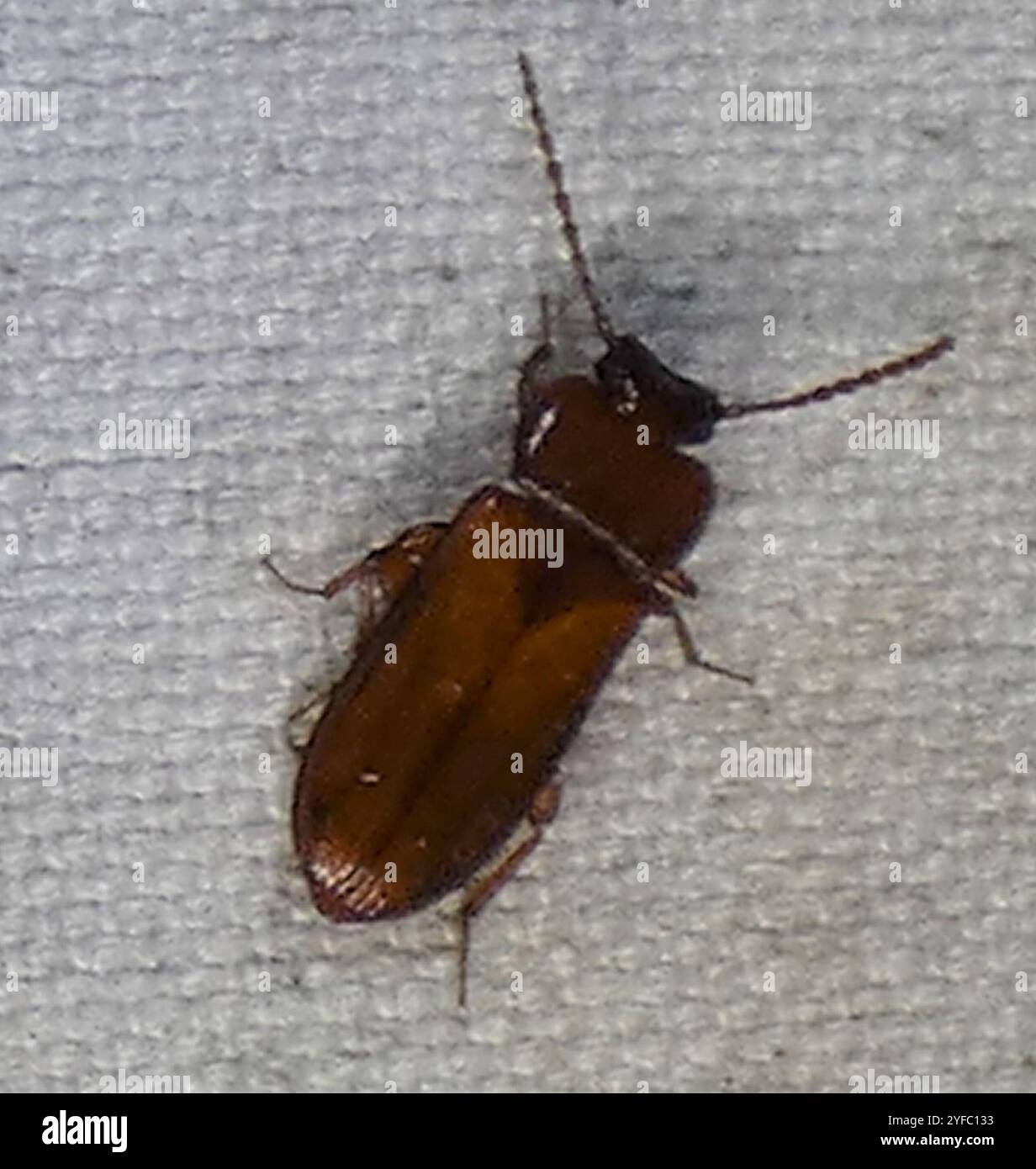 Cucujiform Beetles (Cucujiformia Stock Photo - Alamy