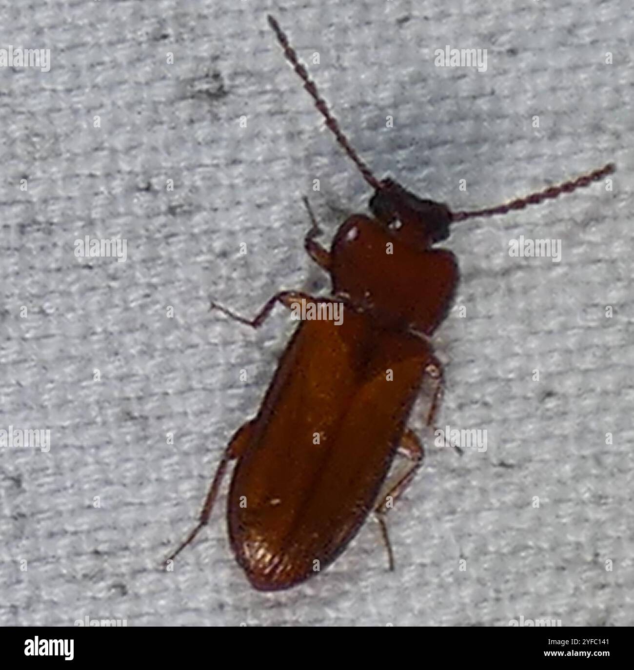 Cucujiform Beetles (Cucujiformia Stock Photo - Alamy