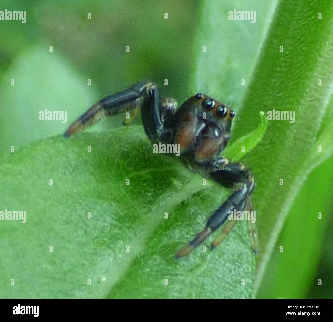 Golden Jumping Spider (Paraphidippus aurantius Stock Photo - Alamy