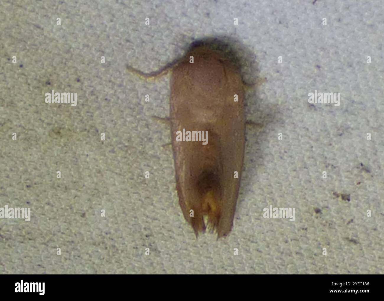 Red-crossed Button Slug Moth (Tortricidia pallida Stock Photo - Alamy