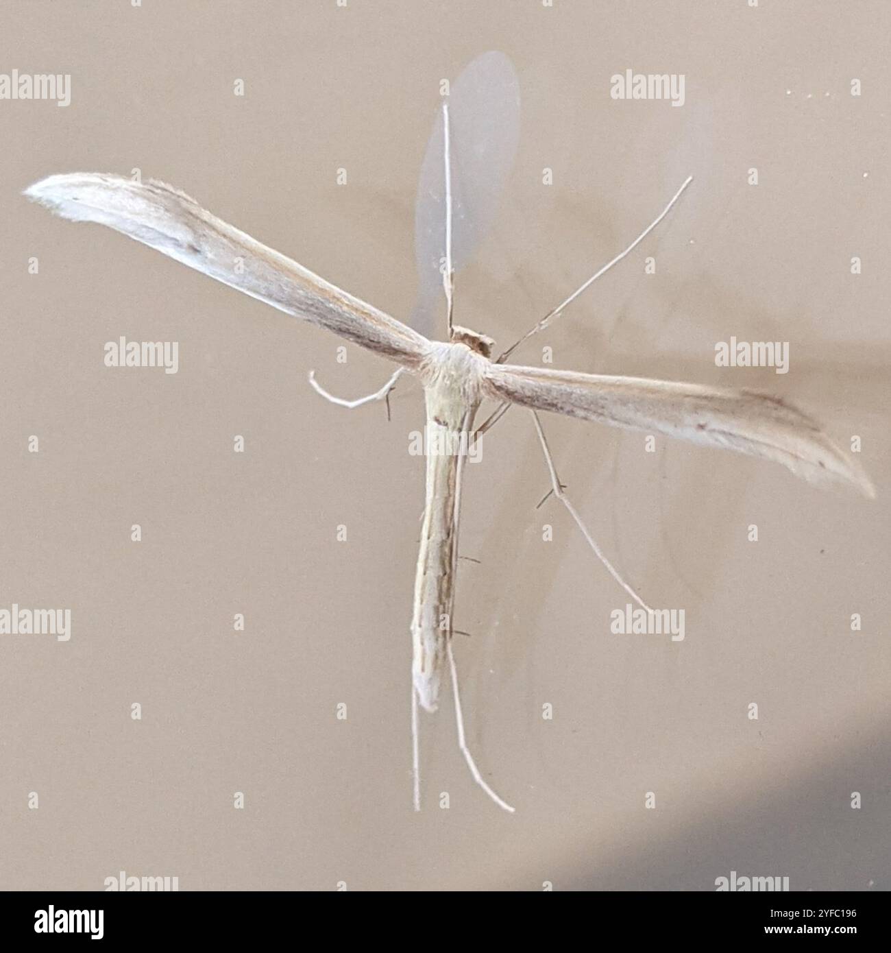Hellinsia hi-res stock photography and images - Alamy