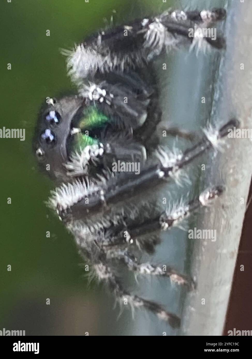 Bold Jumping Spider (Phidippus audax Stock Photo - Alamy