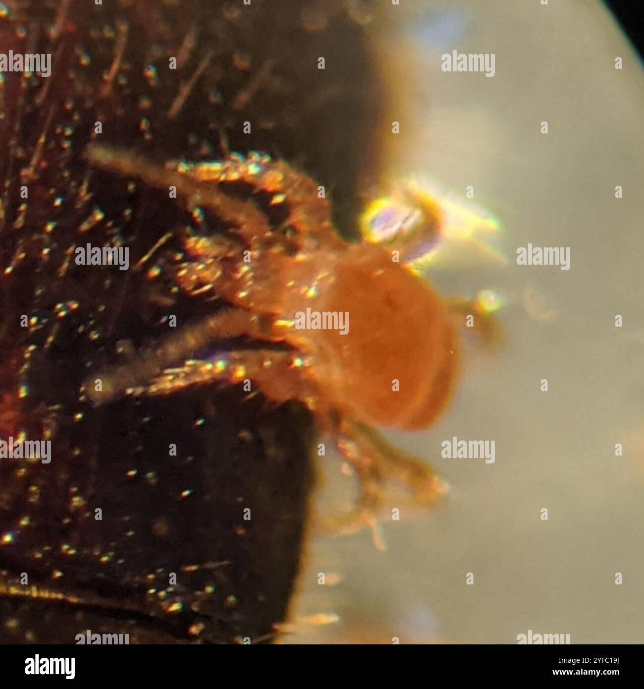 Mites and Ticks (Acari Stock Photo - Alamy