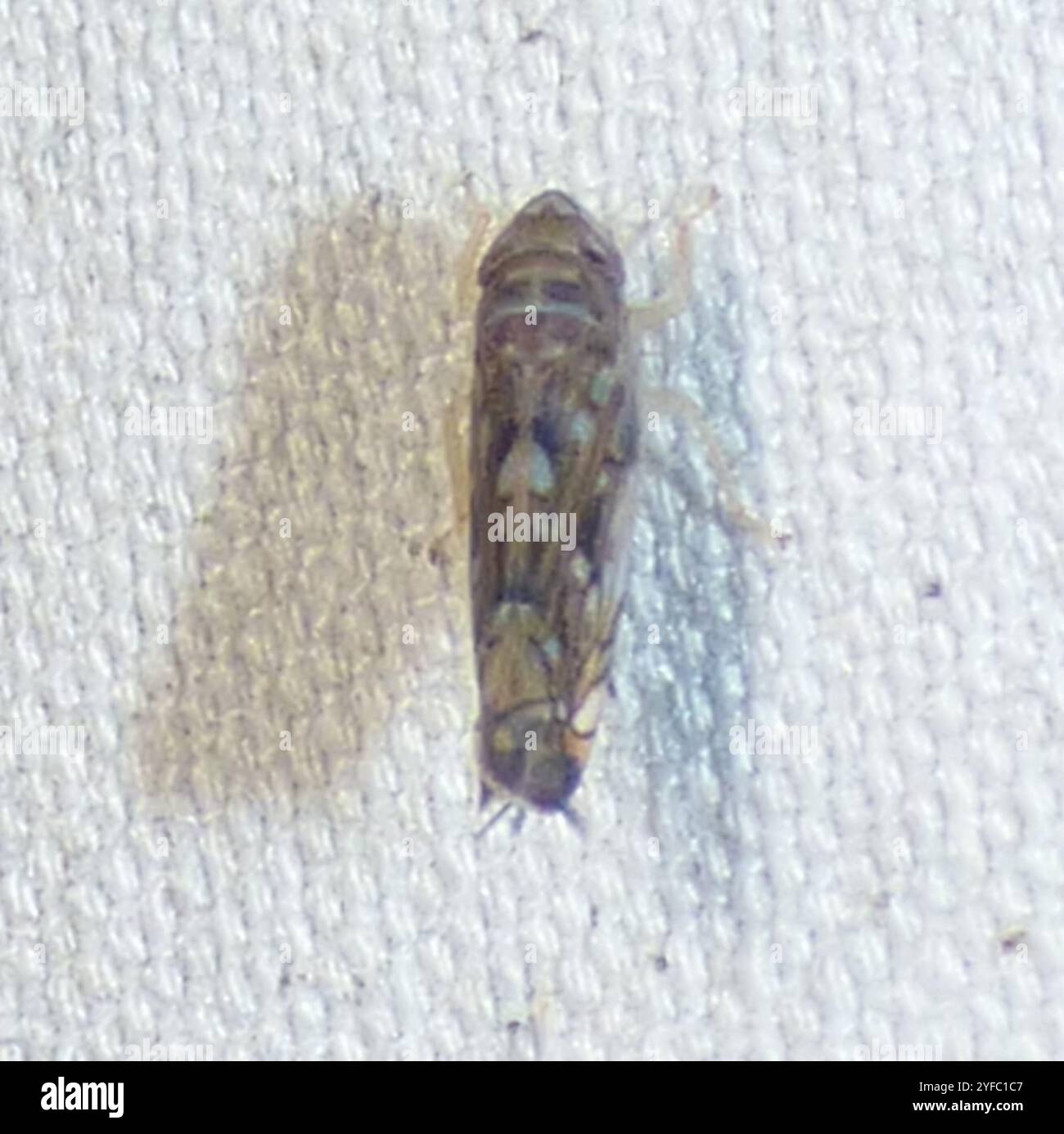 Scaphoideus hi-res stock photography and images - Alamy