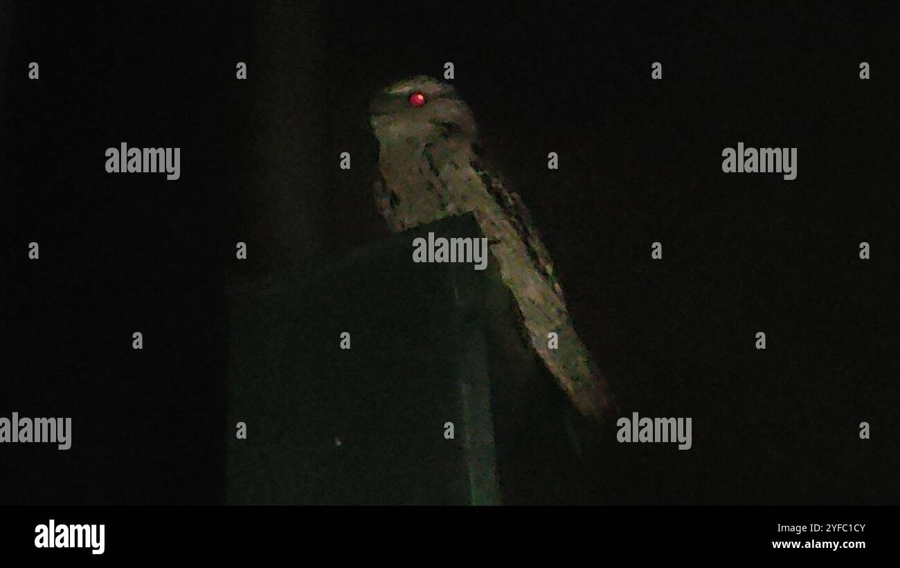 Tawny Frogmouth (Podargus strigoides Stock Photo - Alamy