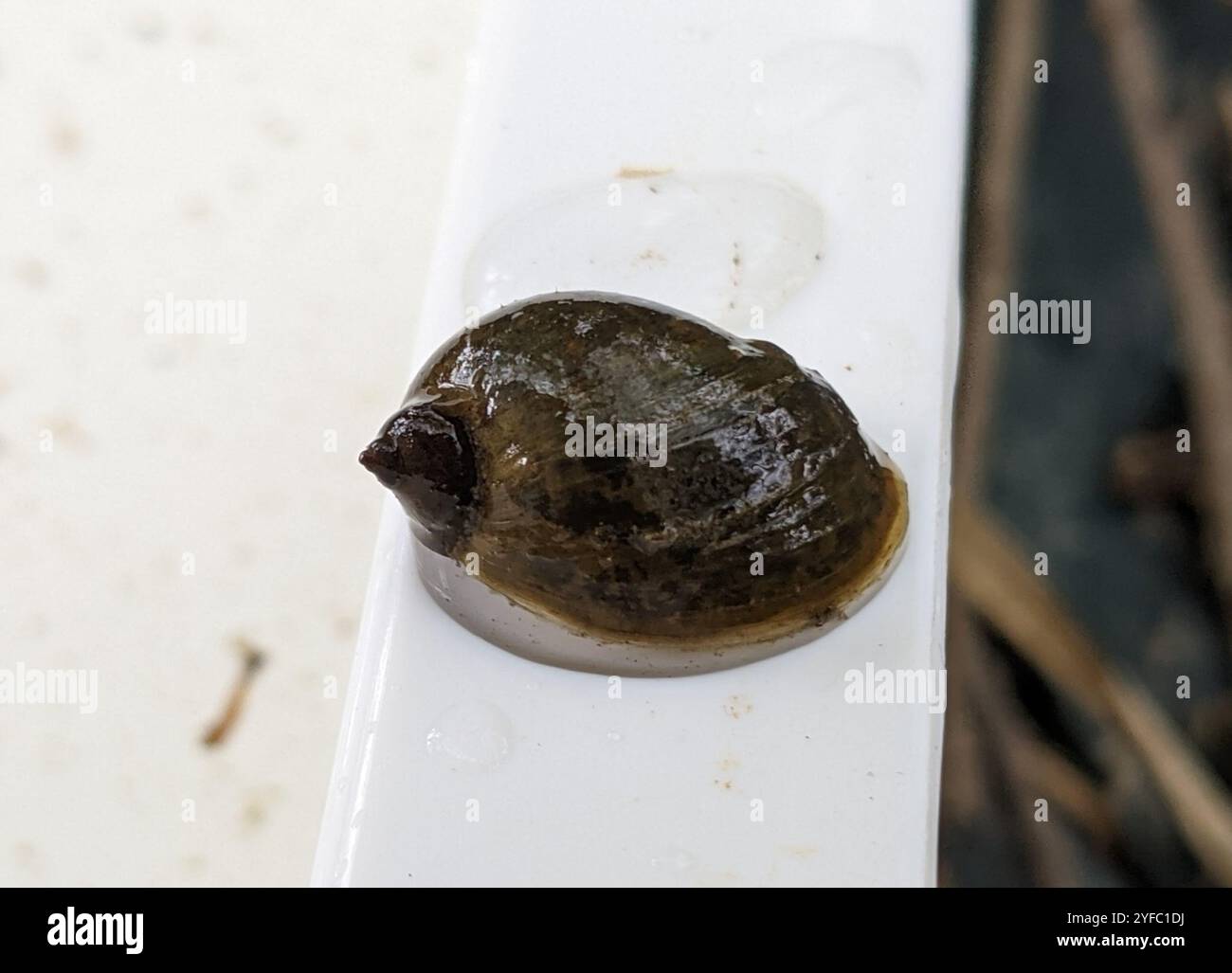 Pond Snails, Bladder Snails, and Allies (Lymnaeoidea Stock Photo - Alamy