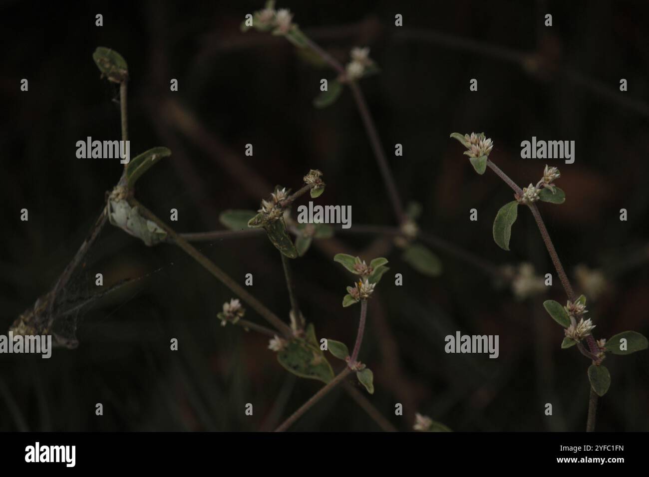 Joyweed hi-res stock photography and images - Alamy