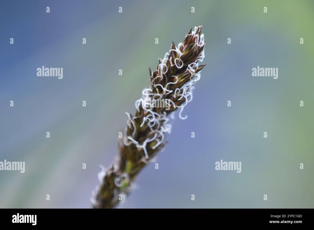 water sedge (Carex aquatilis Stock Photo - Alamy