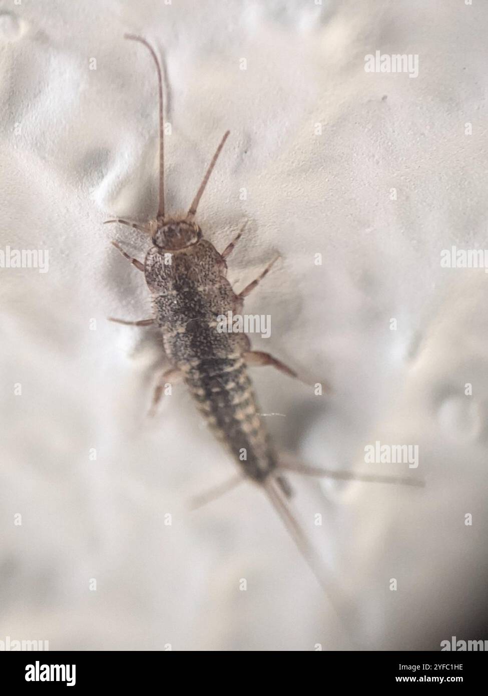 Ctenolepisma lineatum hi-res stock photography and images - Alamy