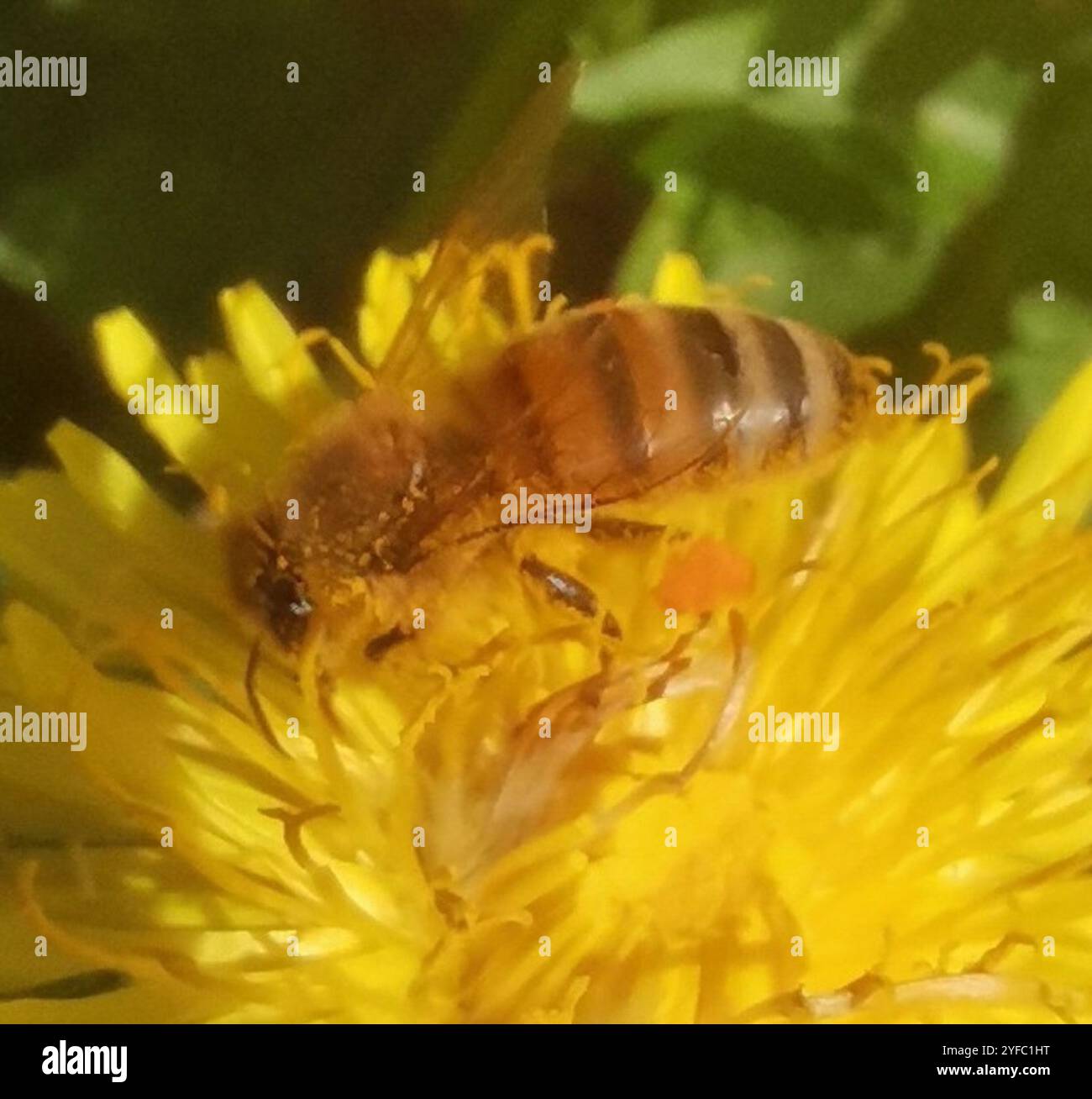 Western Honey Bee (Apis mellifera Stock Photo - Alamy