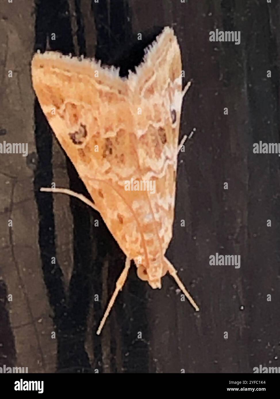 Cabbage Webworm Moth (Hellula rogatalis Stock Photo - Alamy