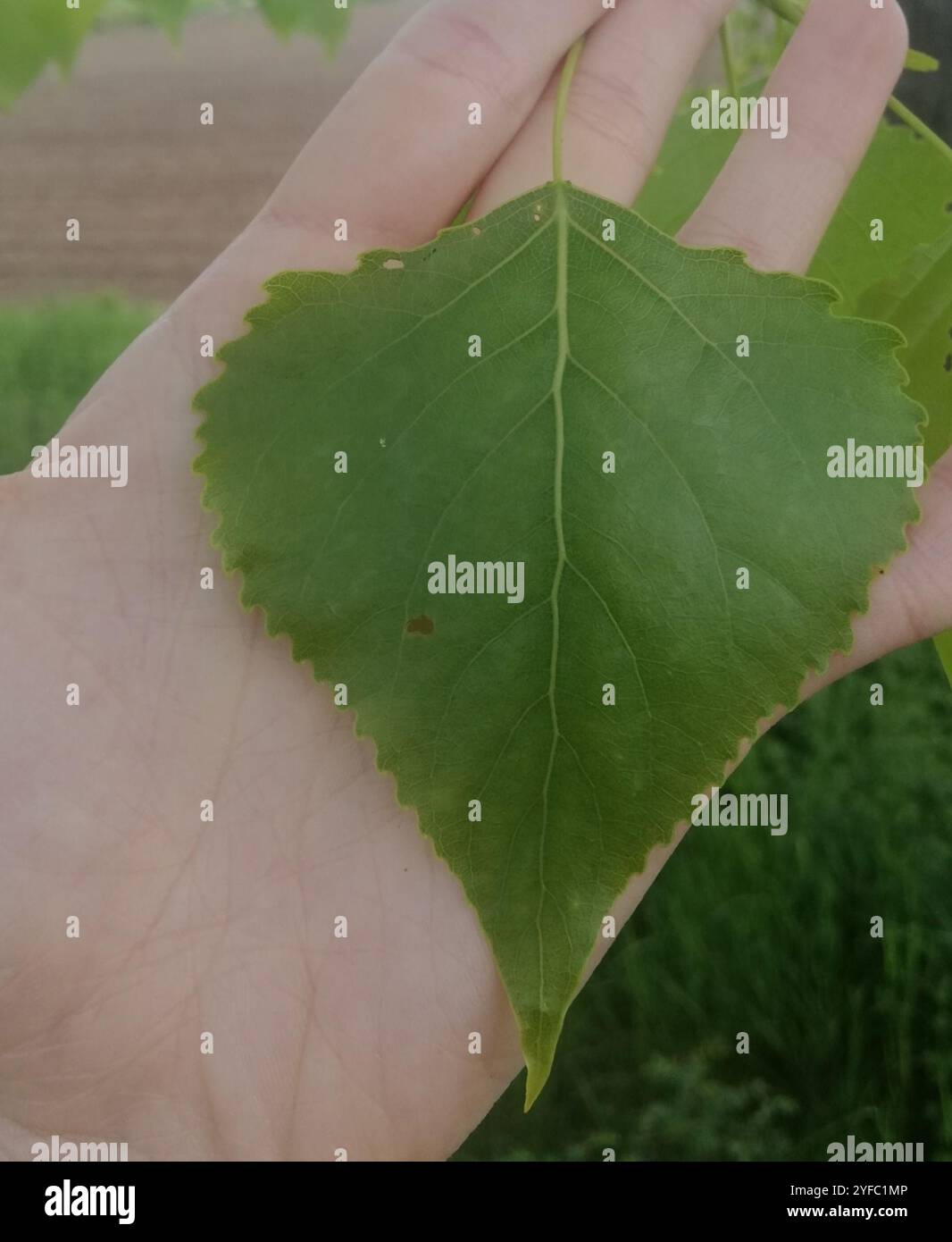 Hybrid Black-poplar (Populus × canadensis Stock Photo - Alamy