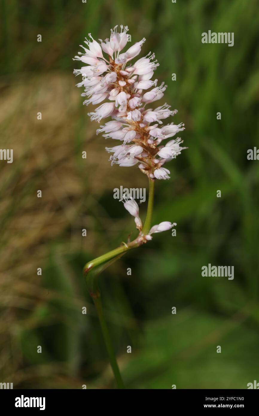 common bistort (Bistorta officinalis Stock Photo - Alamy