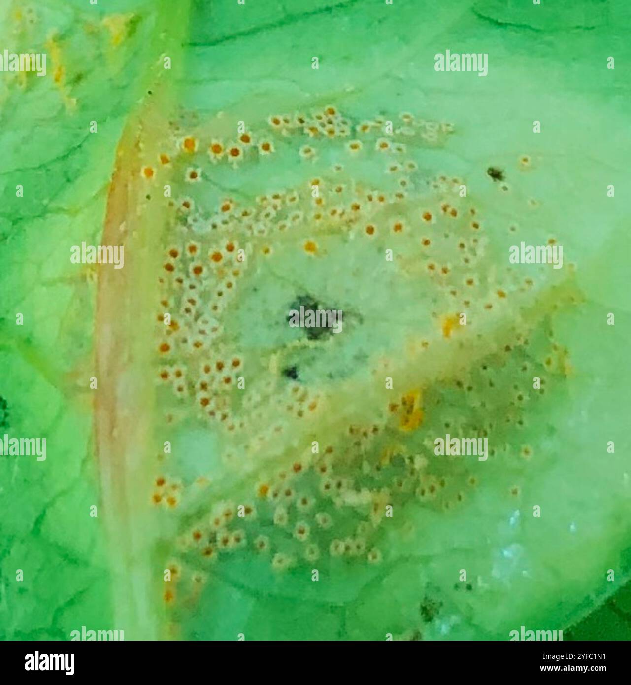 orange wheat rust (Puccinia recondita Stock Photo - Alamy